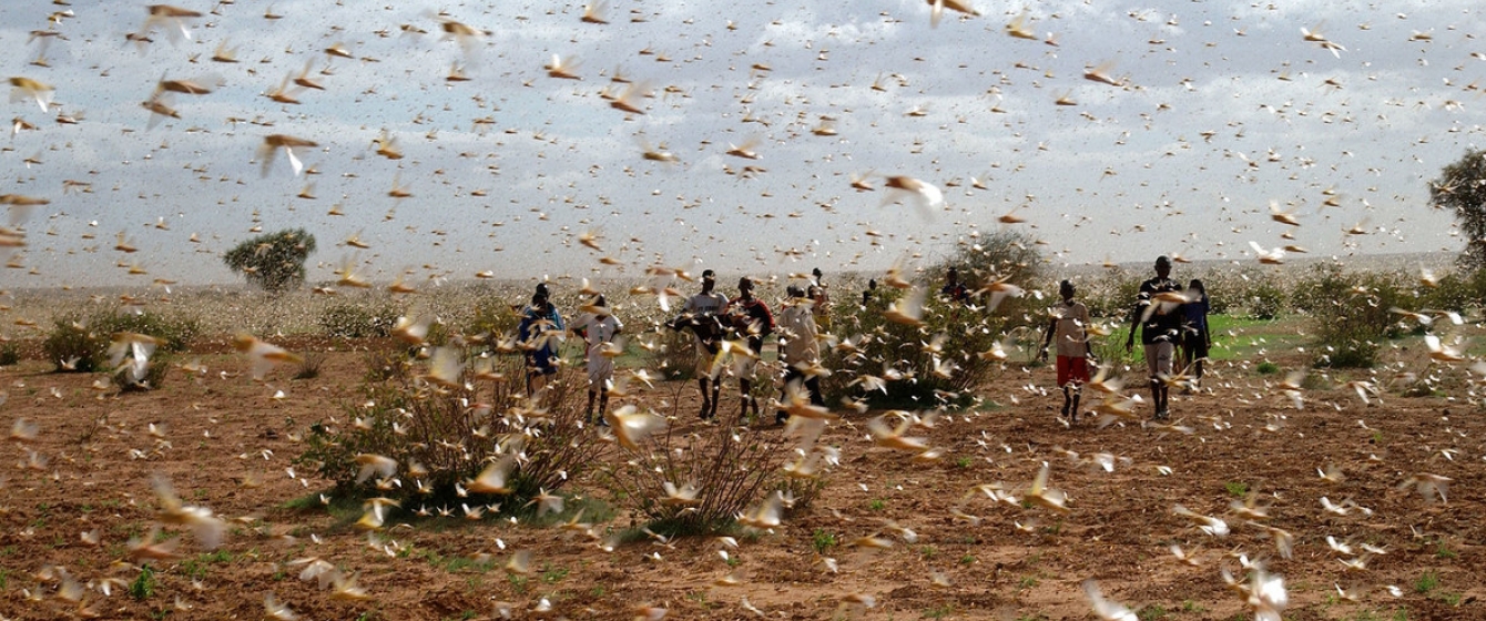 Triple Threat Of Floods, Locusts, & COVID-19 Plague Eastern Africa ...
