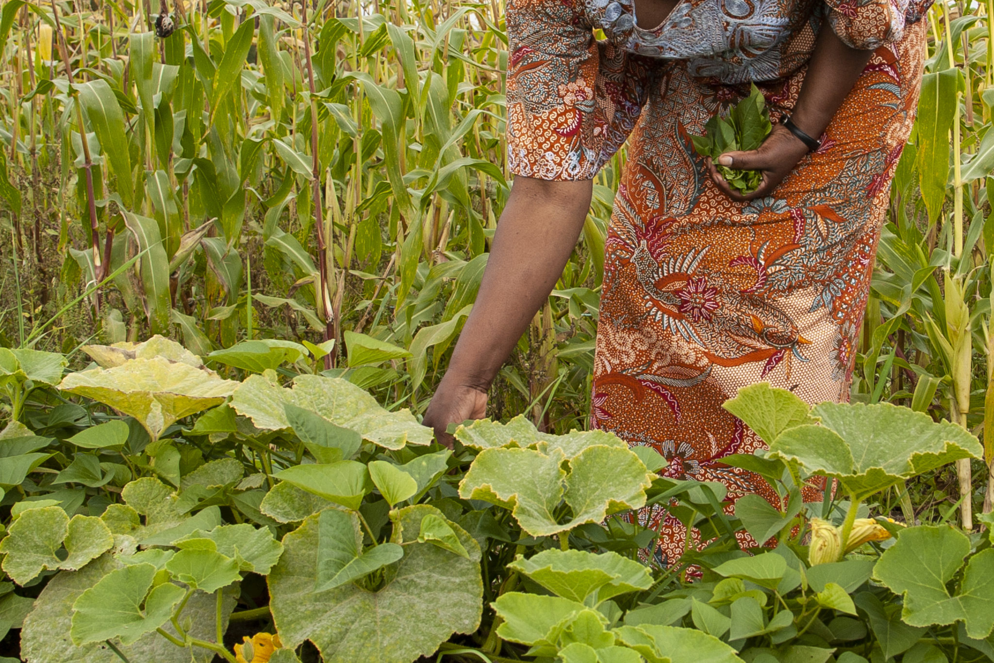 World Sees 'Unprecedented' Hunger As Farm Subsidies Boost Unhealthy ...