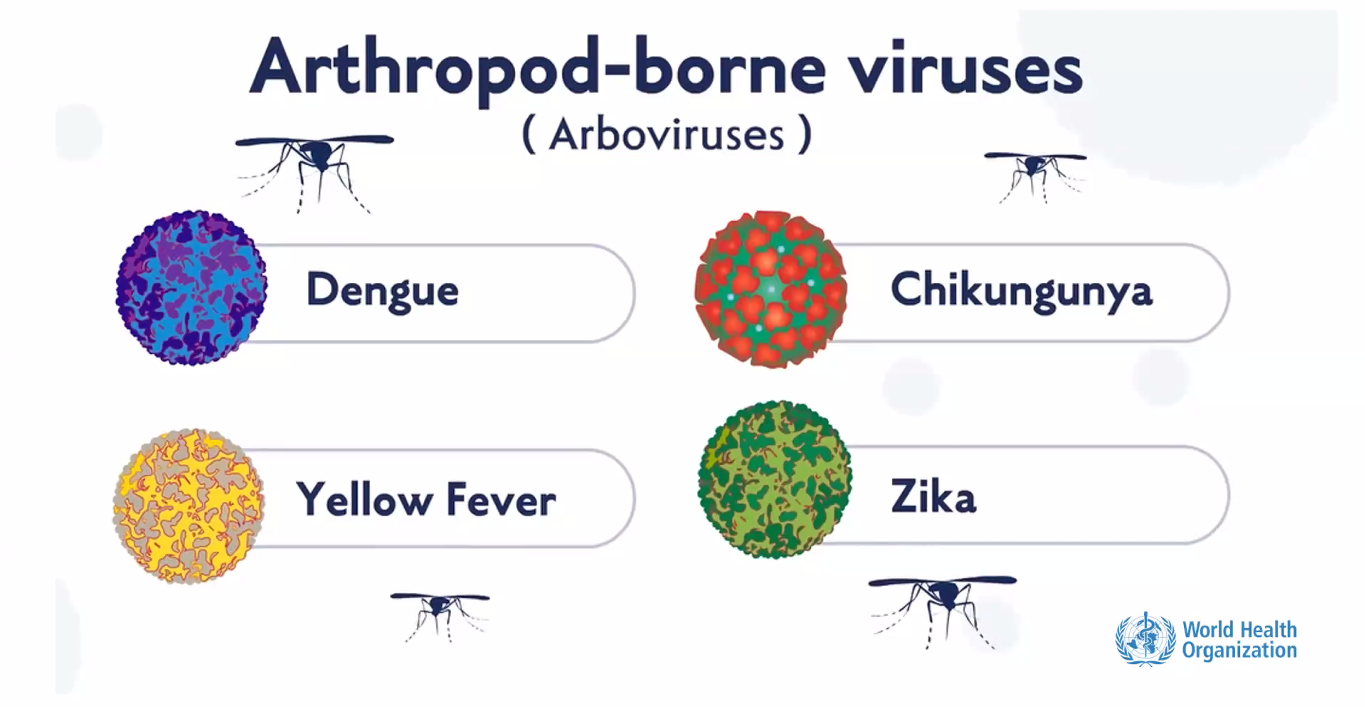 WHO Launches Global Initiative To Tackle Deadly Insect-Borne ...