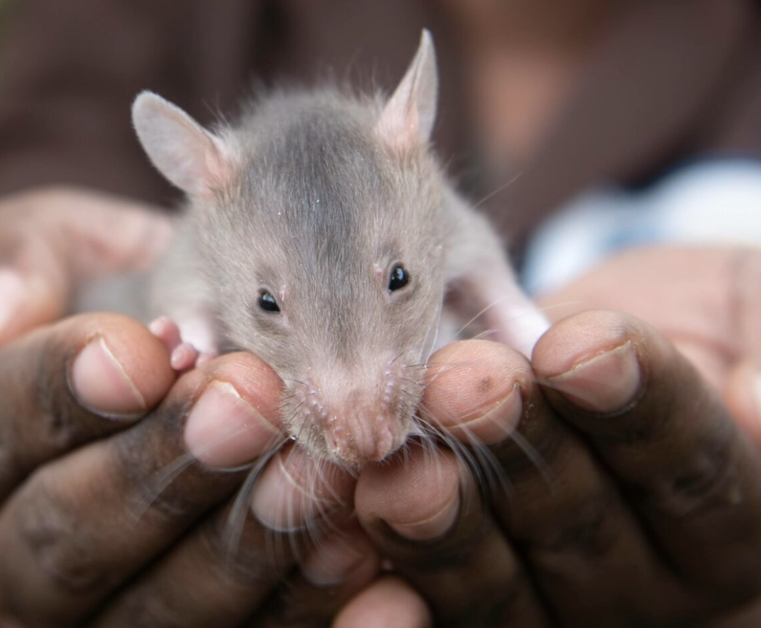 Tanzania Deploys ‘HeroRats’ To Improve Tuberculosis Diagnosis - Health ...